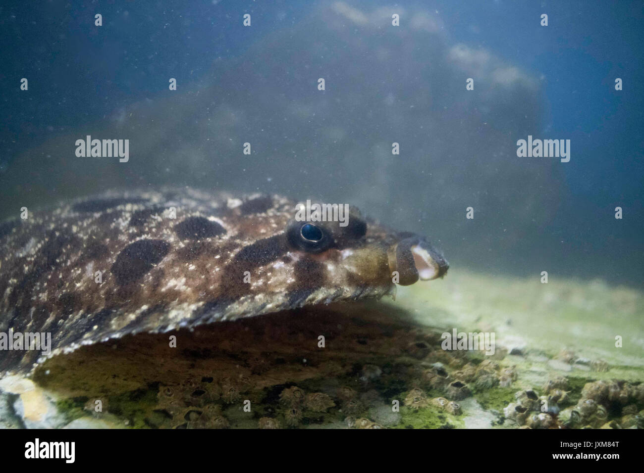 Topknot (Zeugopterus punctatus) , Adult, camoflaged on the rocks ,Fowey ...