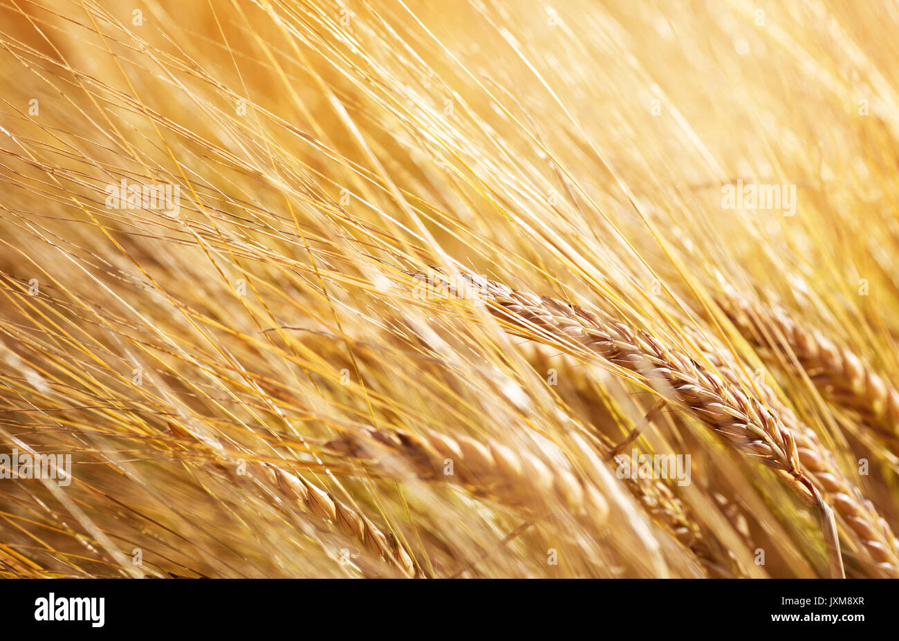 wheat field background Stock Photo - Alamy