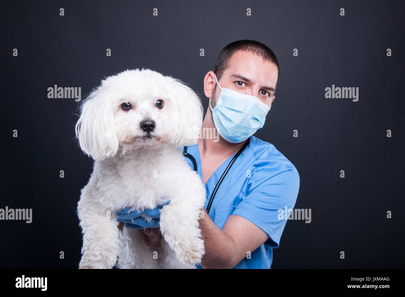 Selective focus of veterinary posing with white dog cute on black ...