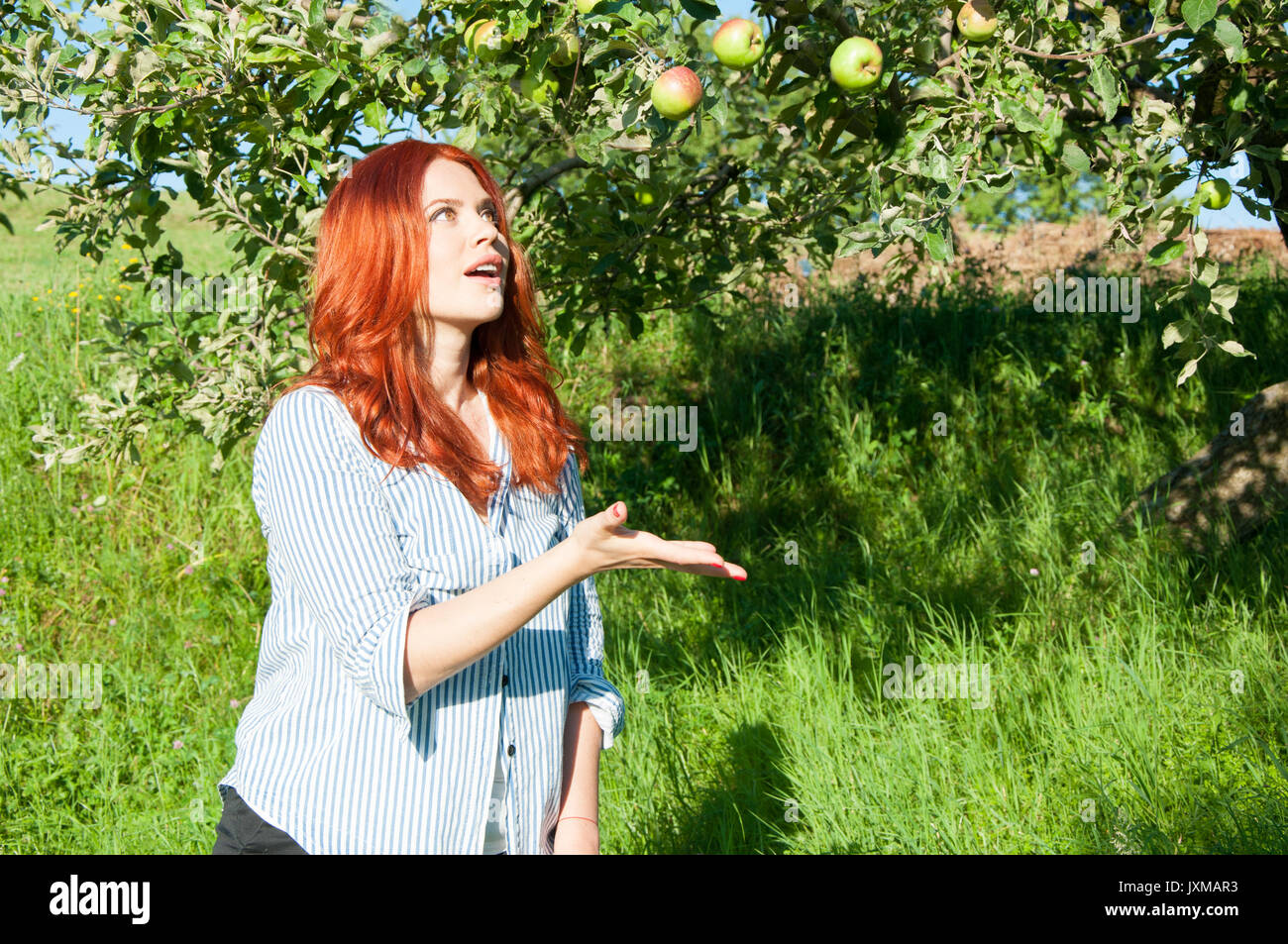 Beautiful female standing among the apple trees with organic fruits on ...