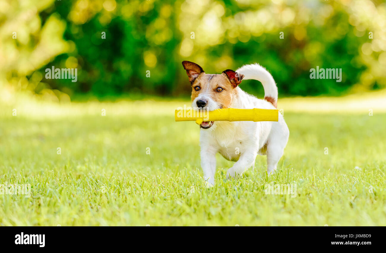 Dog fetching toy stick running on camera at bright lawn Stock Photo - Alamy