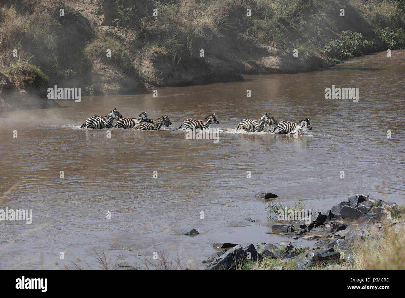 Zebras crossing Mara River Stock Photo - Alamy