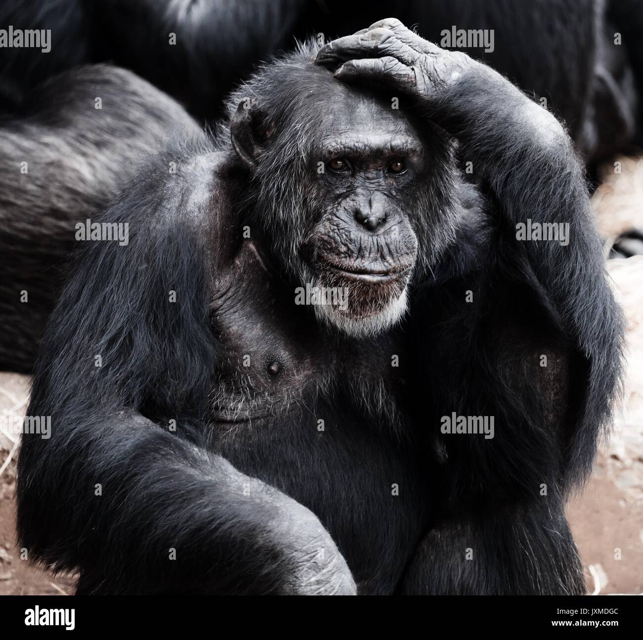 Chimp Hand High Resolution Stock Photography and Images - Alamy