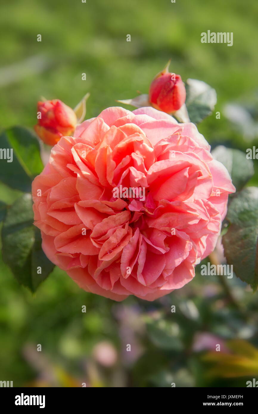 Beautiful pink rose in a garden Stock Photo - Alamy