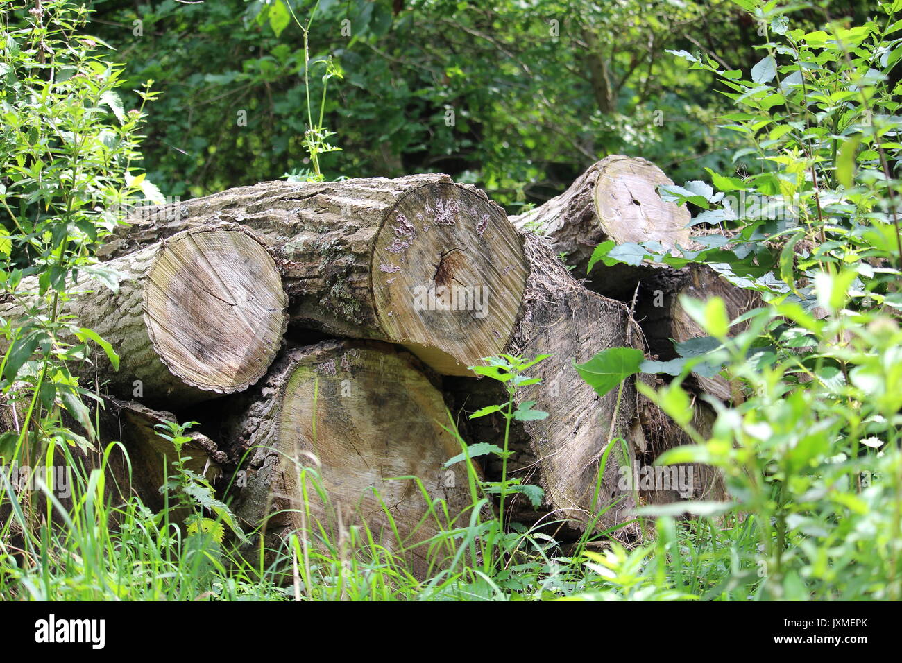 Tree trunks stack on top of each other in the forest Stock Photo - Alamy