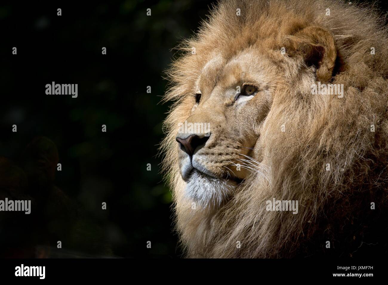 Male Lion Relaxing High Resolution Stock Photography and Images - Alamy