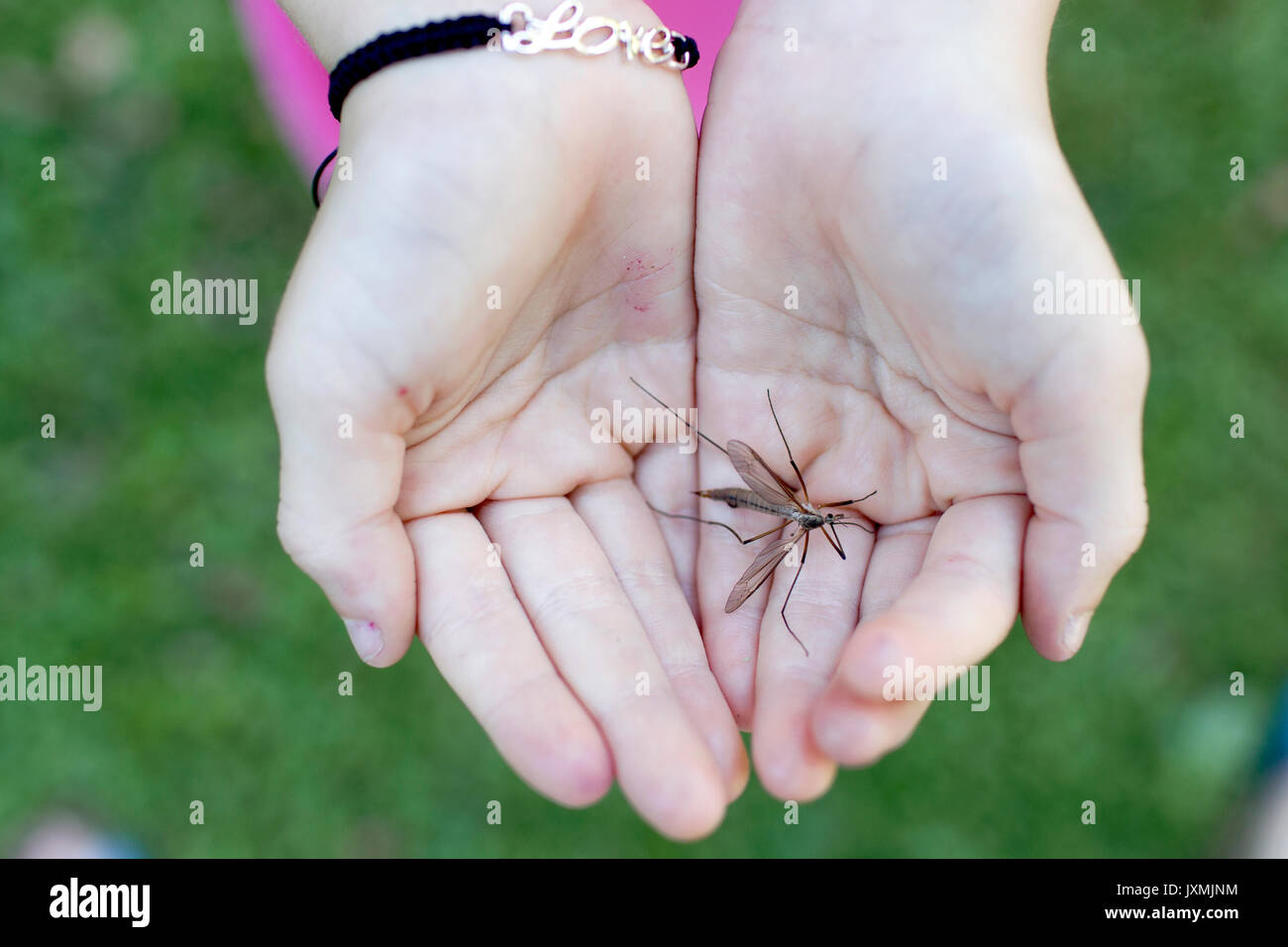 Insect in palms of cupped hands Stock Photo - Alamy