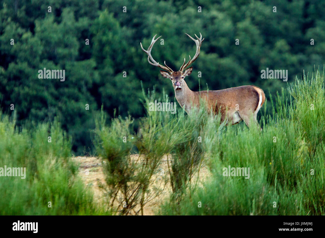 Mamals hi-res stock photography and images - Alamy
