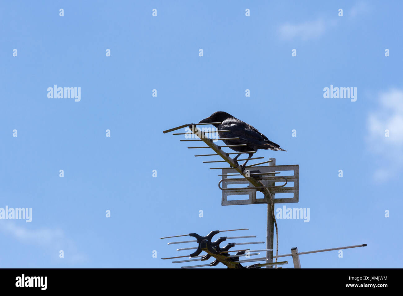Aerial bird hi-res stock photography and images - Alamy