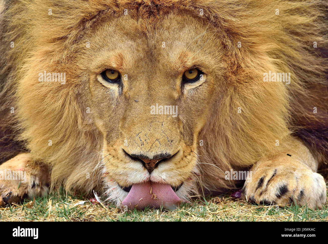 Lion Stare, South Africa Stock Photo - Alamy