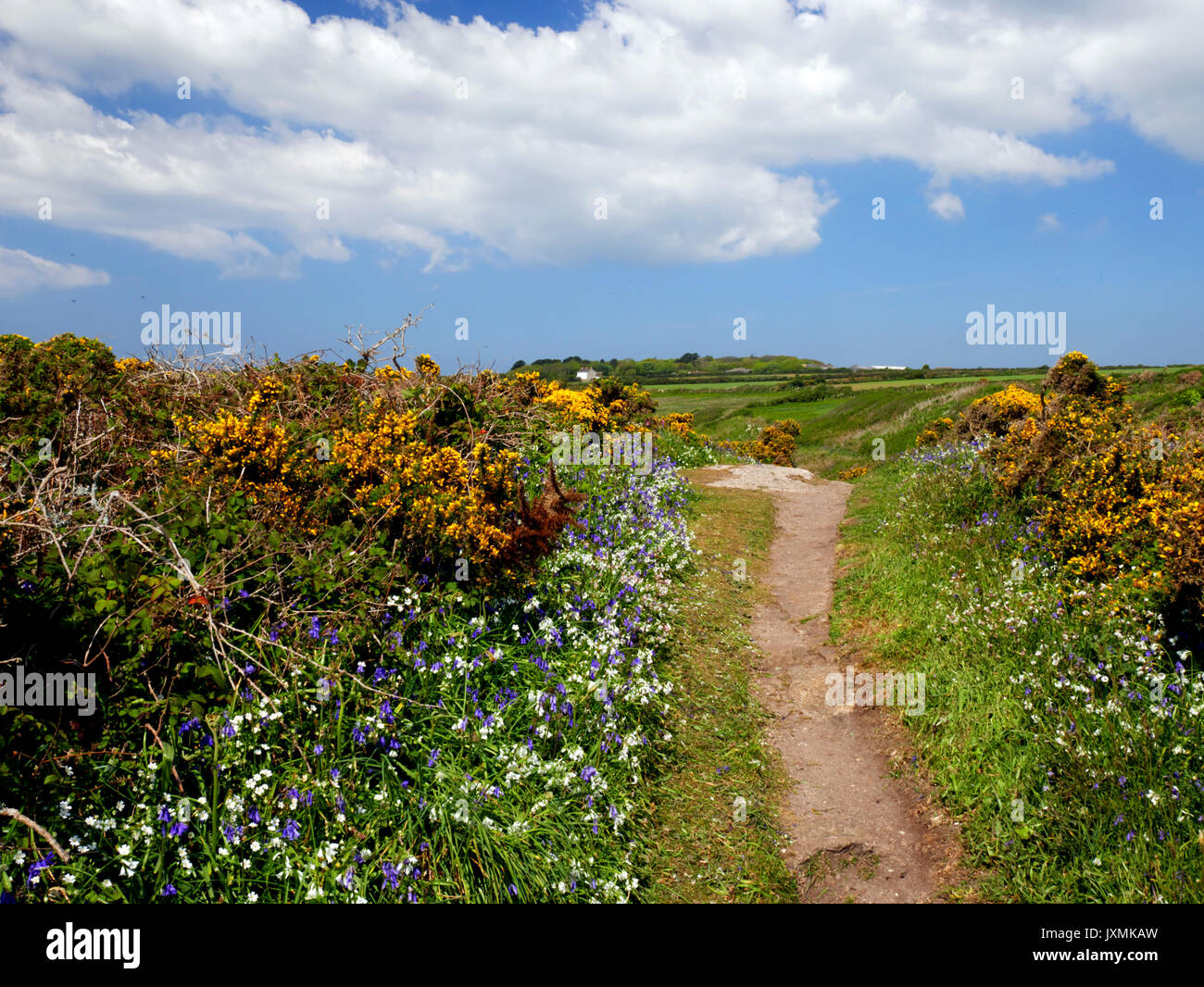 Spring flowers line the Cornish coast path at Boscawen cliff, near ...