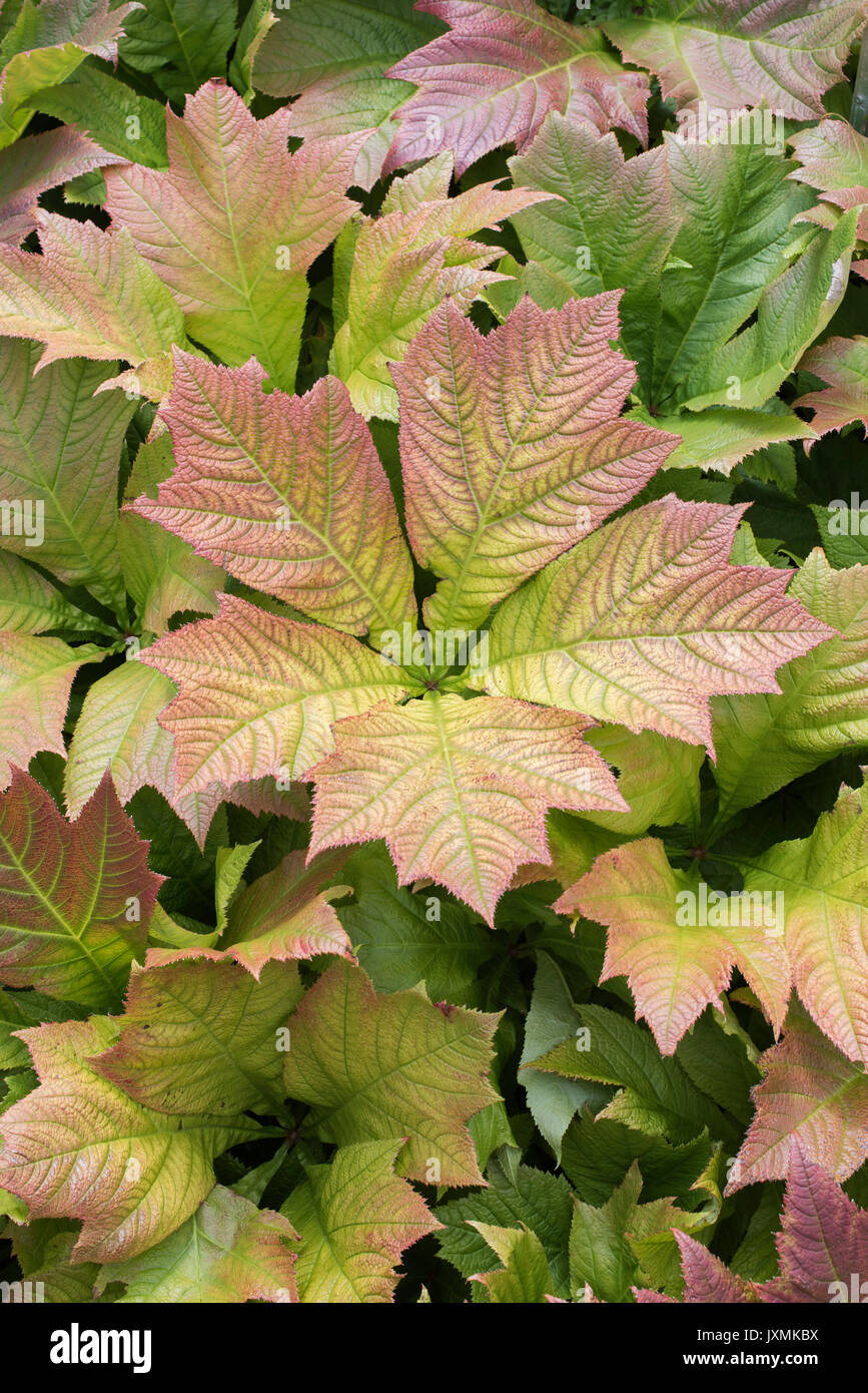 Bronze foliage hi-res stock photography and images - Alamy