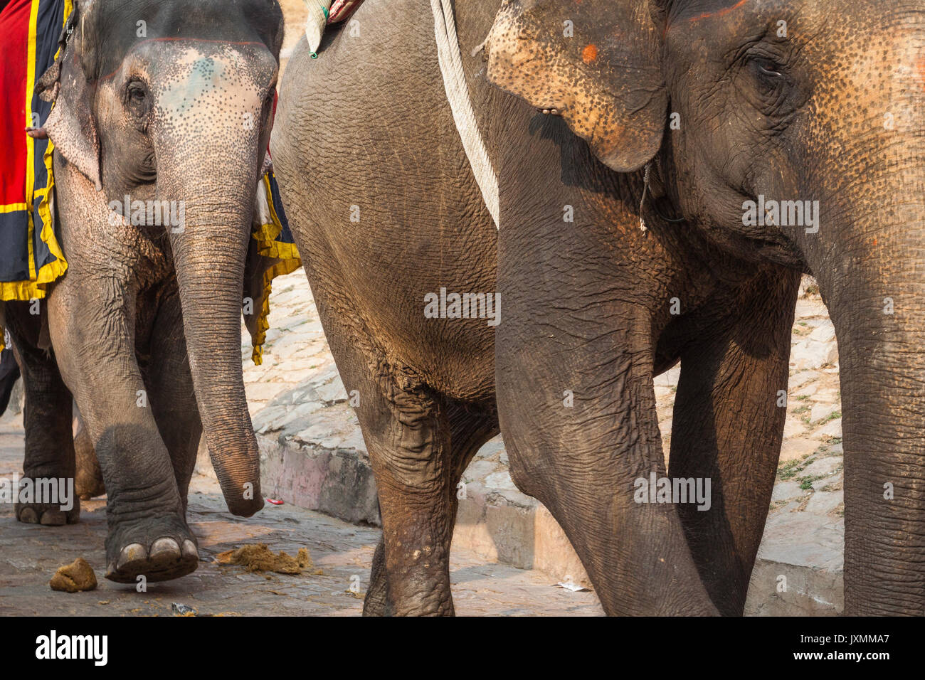 Decorated elephants in Jaleb Chowk in Amber Fort in Jaipur, India ...