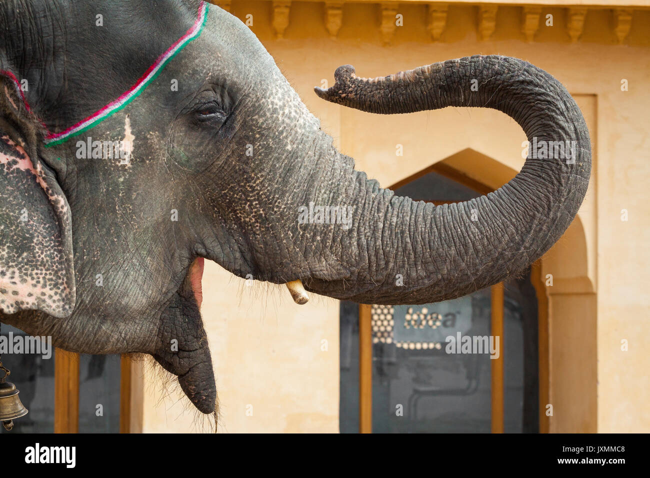Decorated elephants in Jaleb Chowk in Amber Fort in Jaipur, India ...
