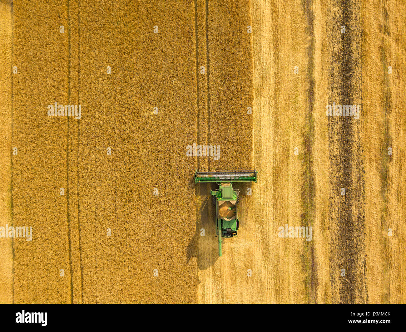 Top view combine harvester gathers the wheat at sunset. Harvesting ...