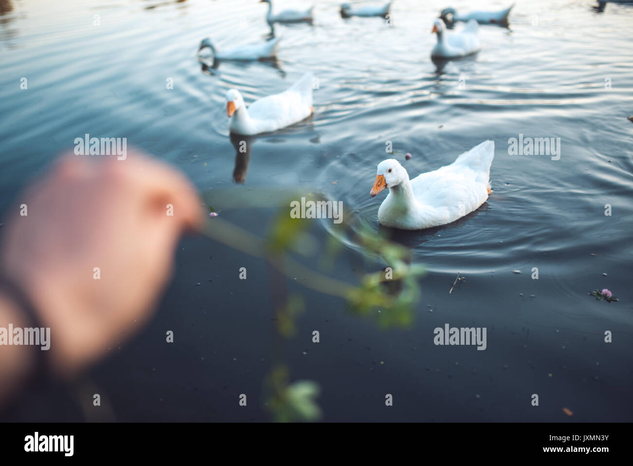 Ancestor of domesticated goose hi-res stock photography and images - Alamy