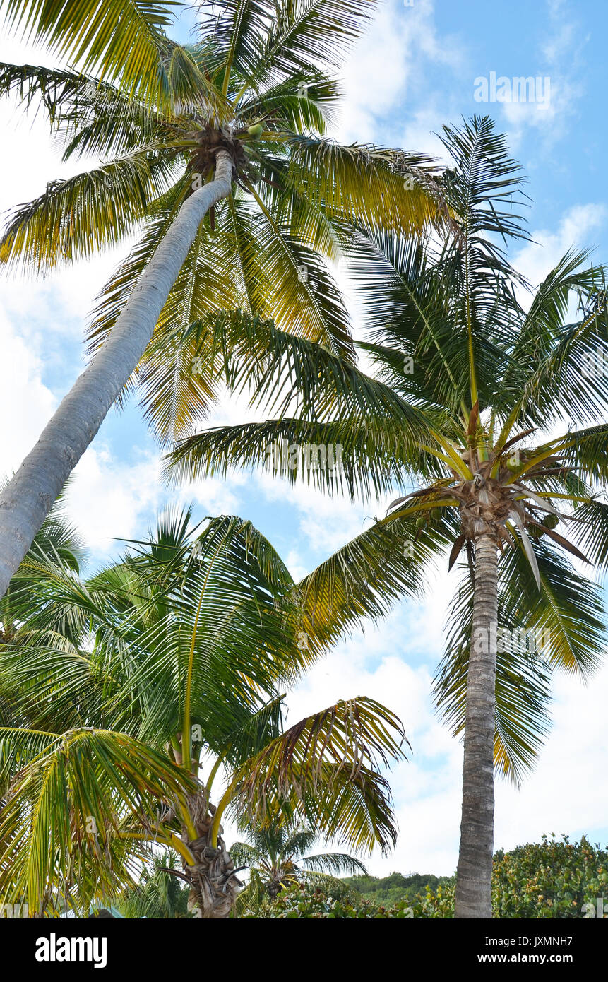 Caribbean trees with blue sky background, Catalina Island, Dominican ...