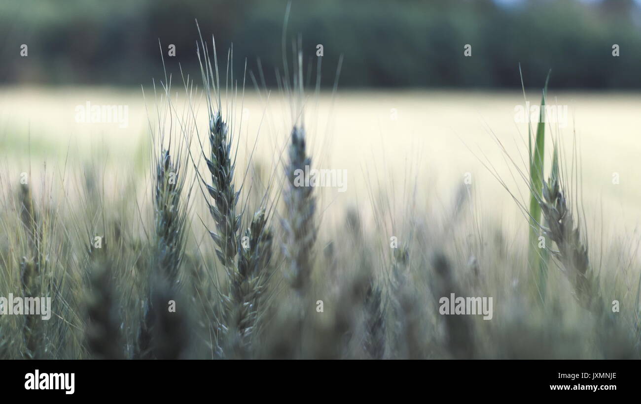 Barley fields in late summer Stock Photo - Alamy