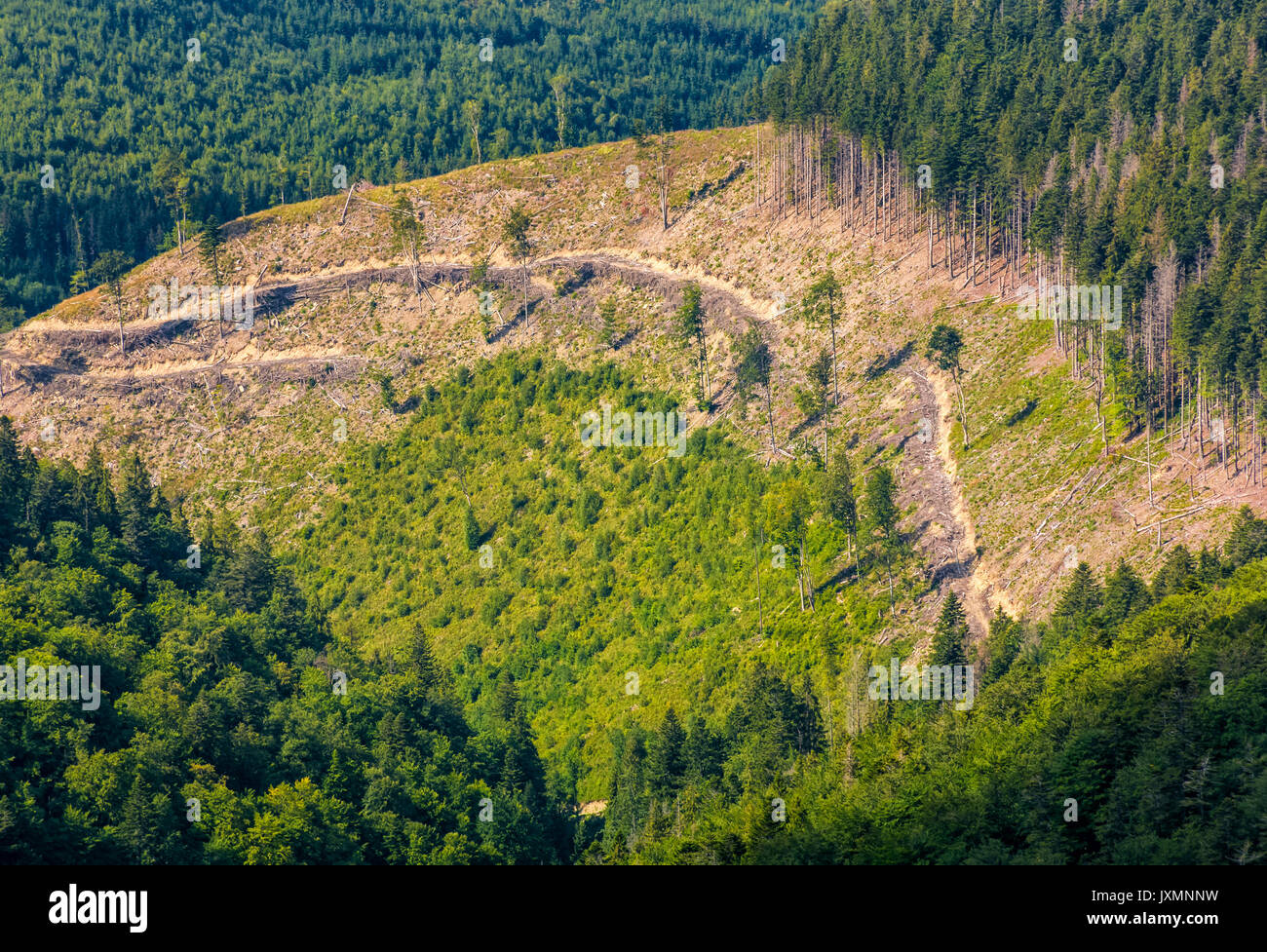 path through forest clearing on mountain slope. nature background view ...