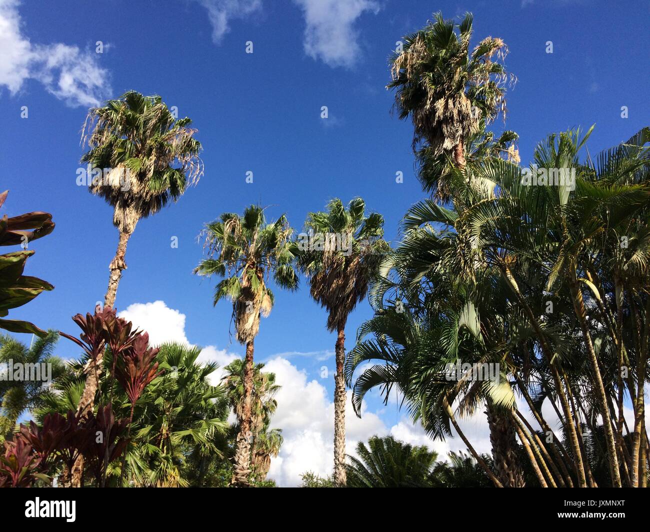 Giant palm trees hi-res stock photography and images - Alamy