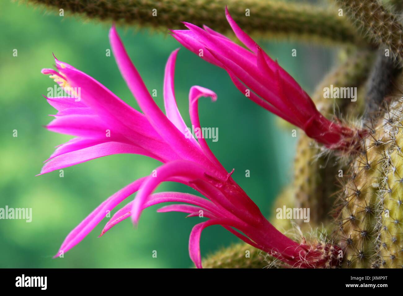 Beautiful colorful blooming cactus hi-res stock photography and images ...