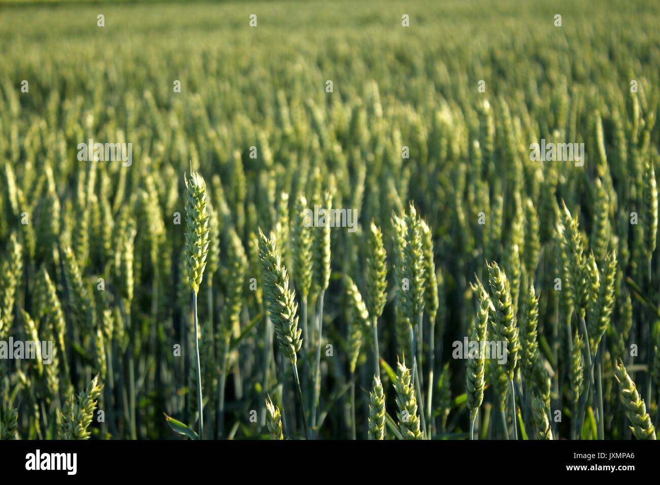 Spring wheat harvest hi-res stock photography and images - Alamy