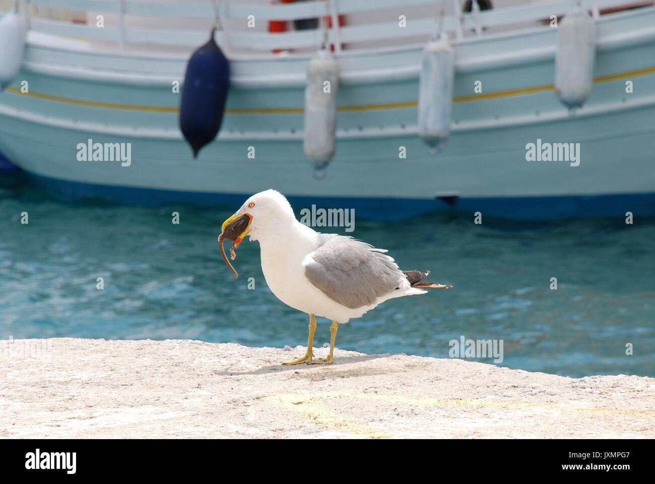 Seagull eating rat hi-res stock photography and images - Alamy