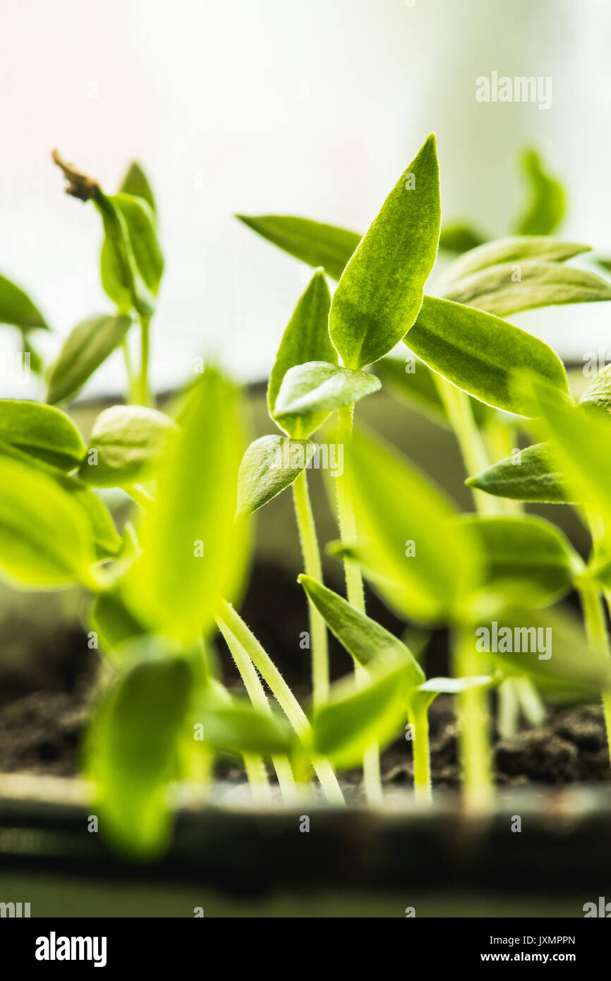 Group Young Sprouts With Green Leaves Growing From Soil In Pot. Start ...