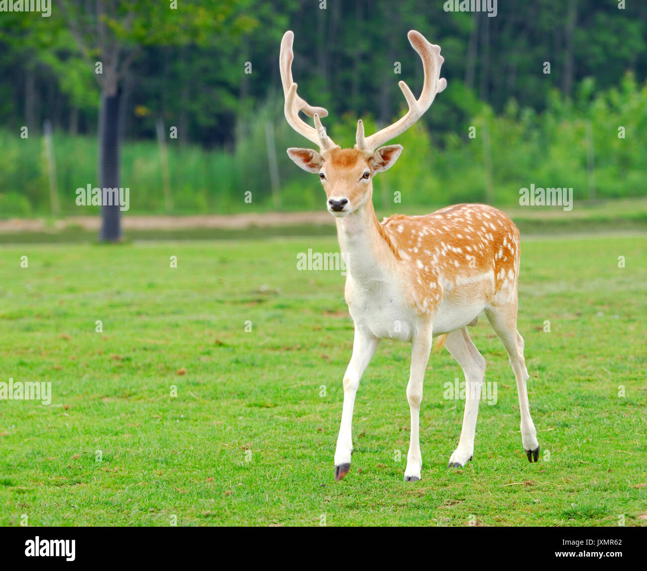 Beautiful Feral Deer Stock Photo - Alamy