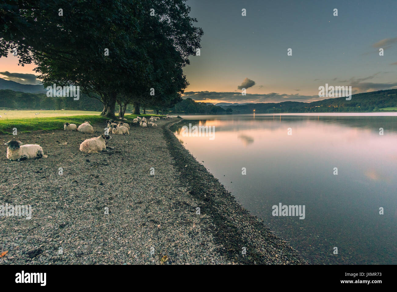 Lake district coniston sheep hi-res stock photography and images - Alamy