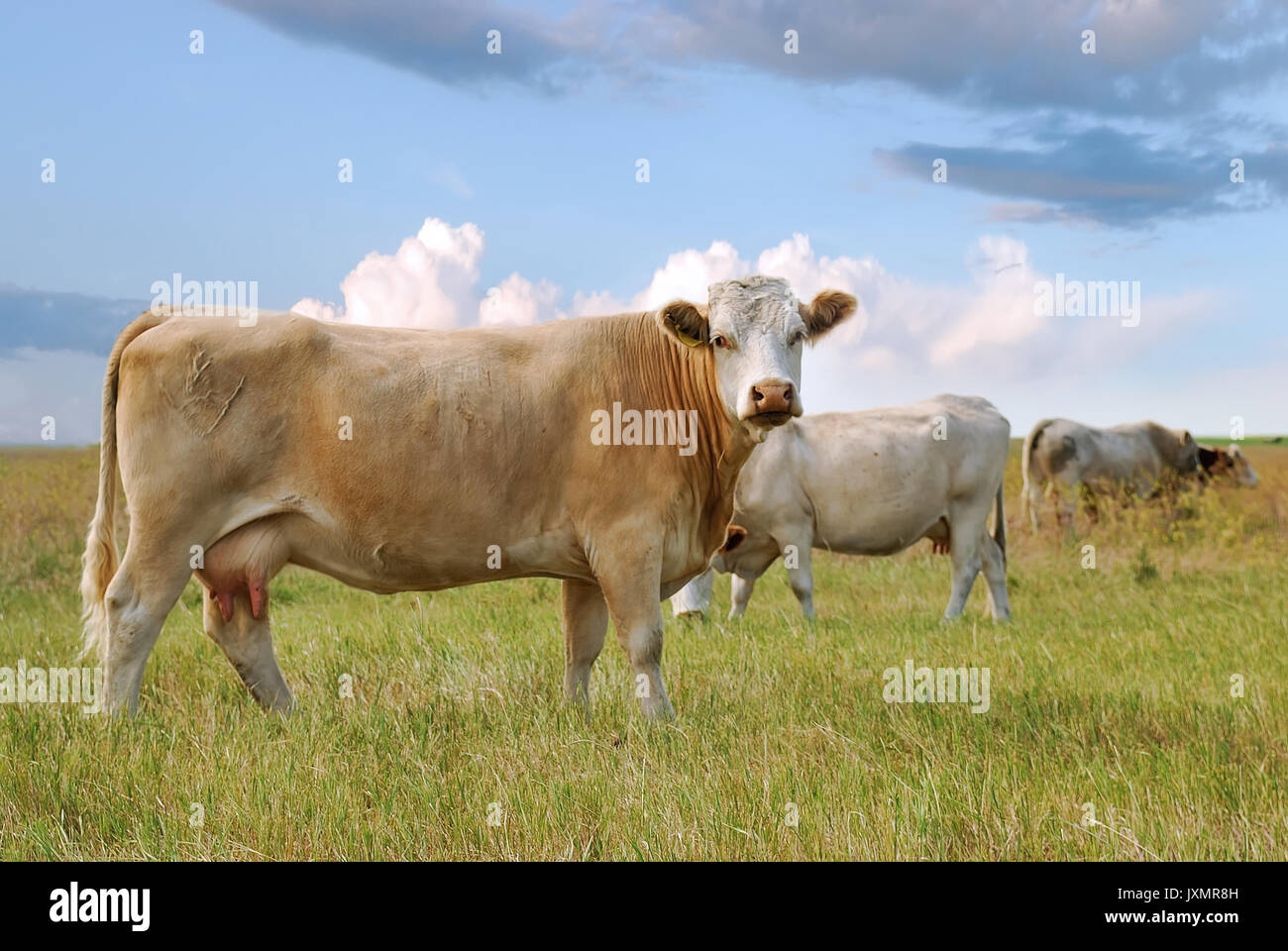 Pasture fed cattle hi-res stock photography and images - Alamy