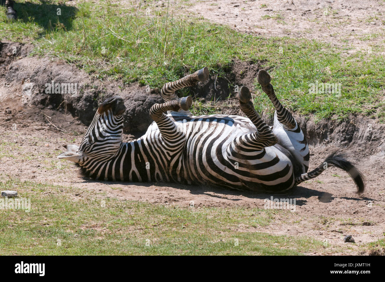 Scratching zebra hi-res stock photography and images - Alamy