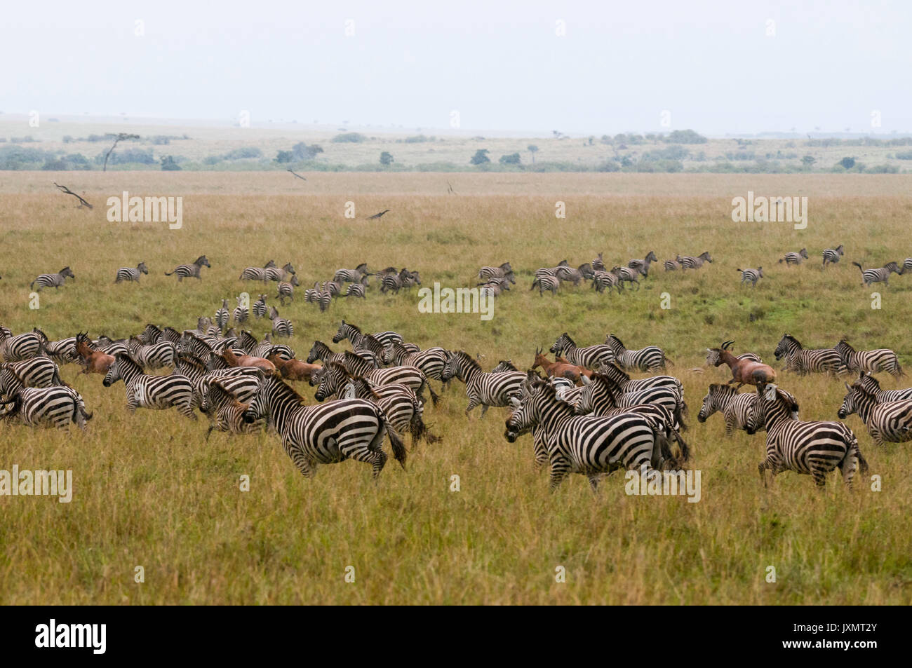 African animals migrating hi-res stock photography and images - Alamy