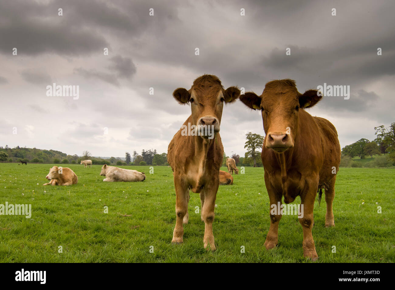 Two cows stand hi-res stock photography and images - Alamy