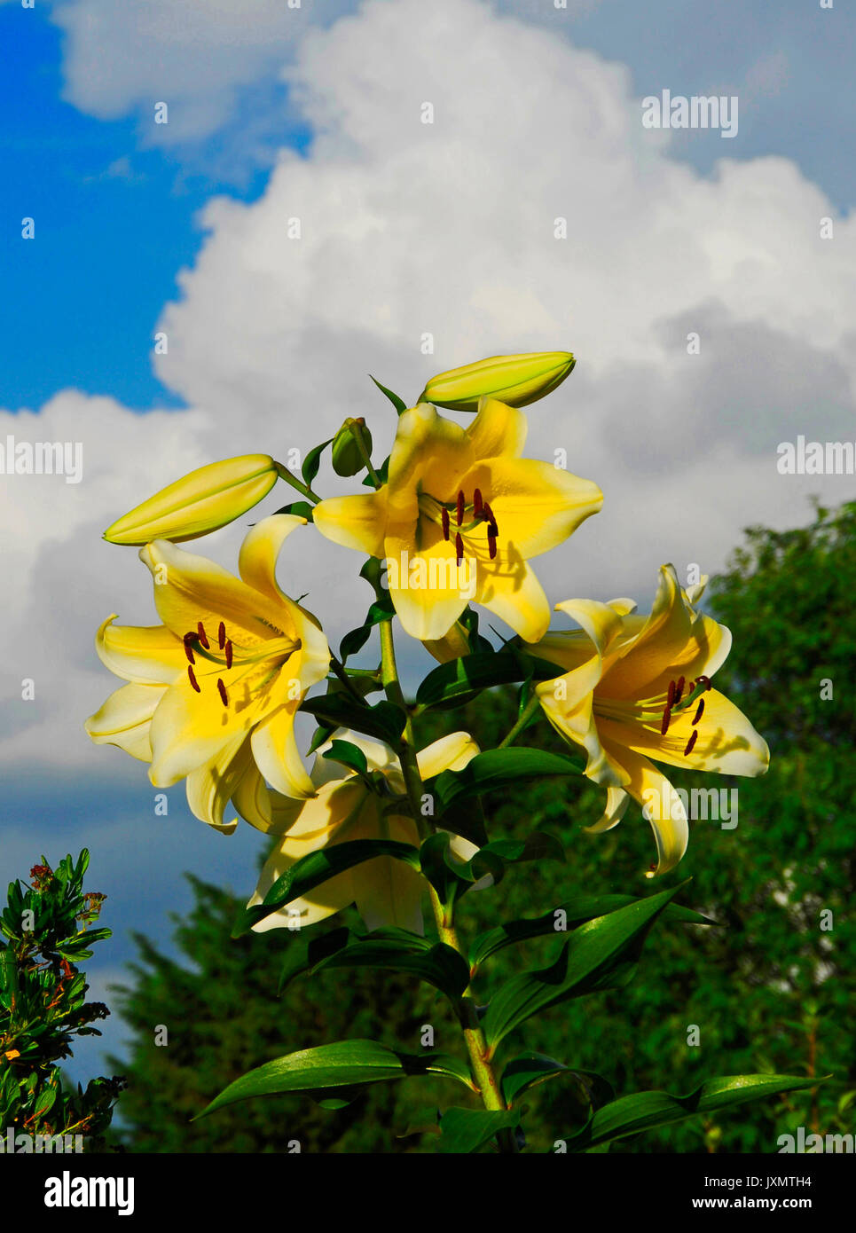 Prominent yellow flowers hi-res stock photography and images - Alamy