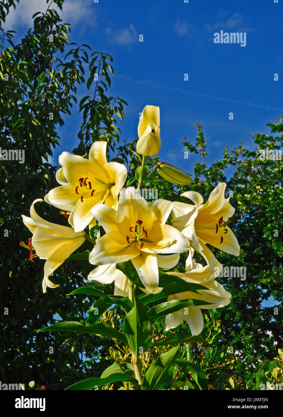 Tree lily yellow rocket hi-res stock photography and images - Alamy