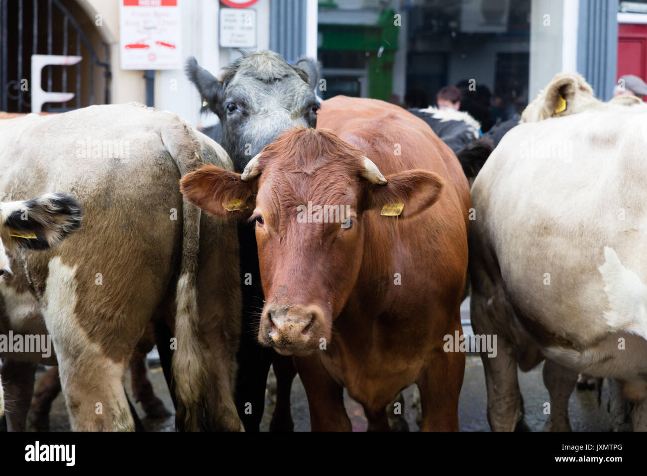 Farm cow close up in Village in Ireland Stock Photo - Alamy