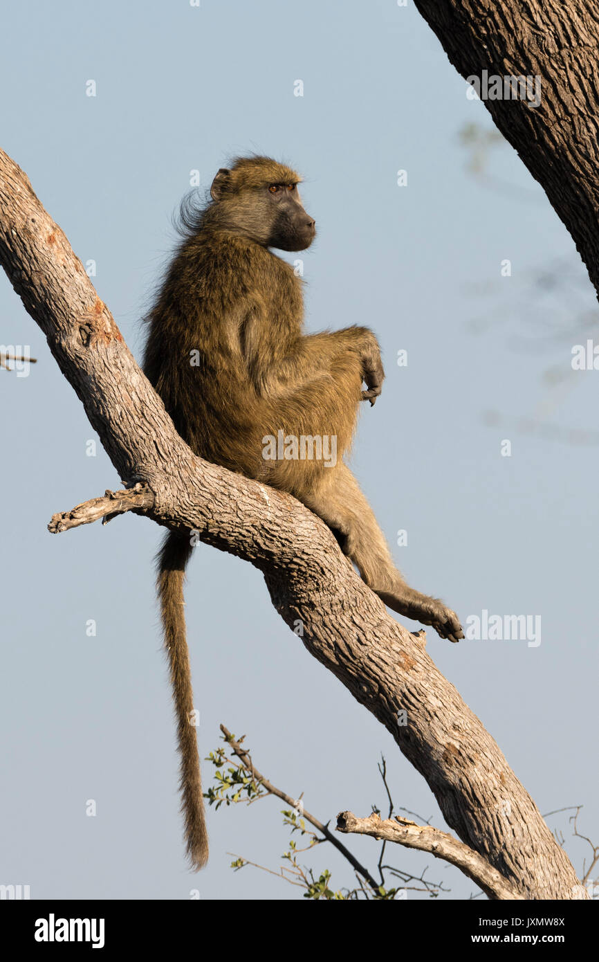 Baboon tree hi-res stock photography and images - Alamy