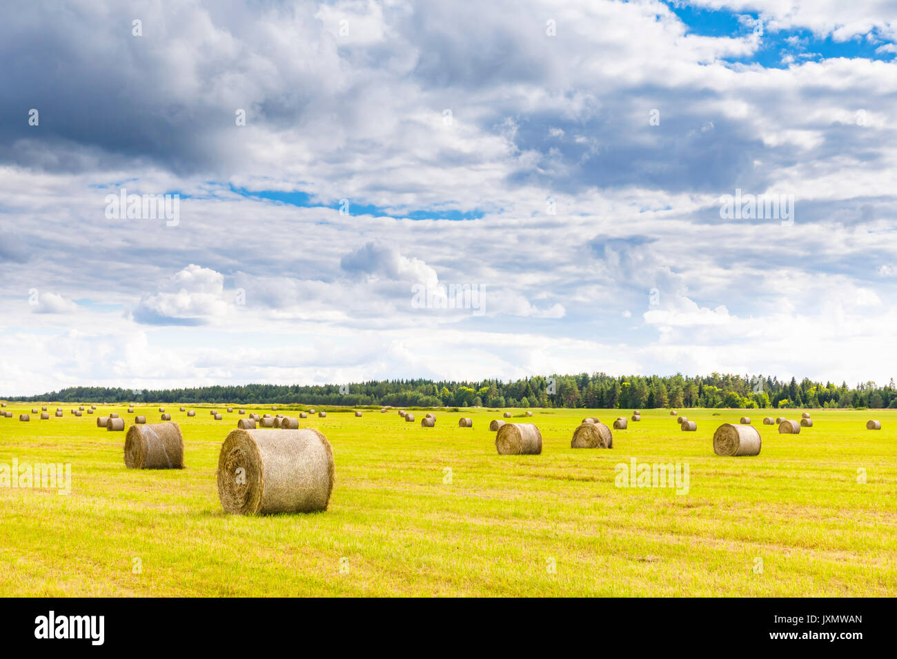 Field full of hay balls at bright summer day Stock Photo - Alamy