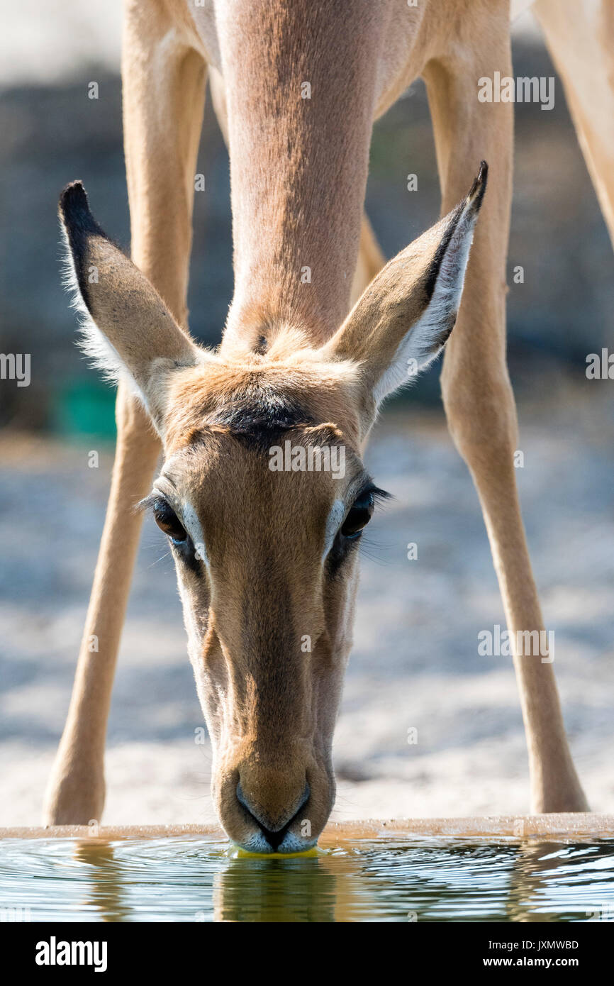 Drinking impala hi-res stock photography and images - Alamy