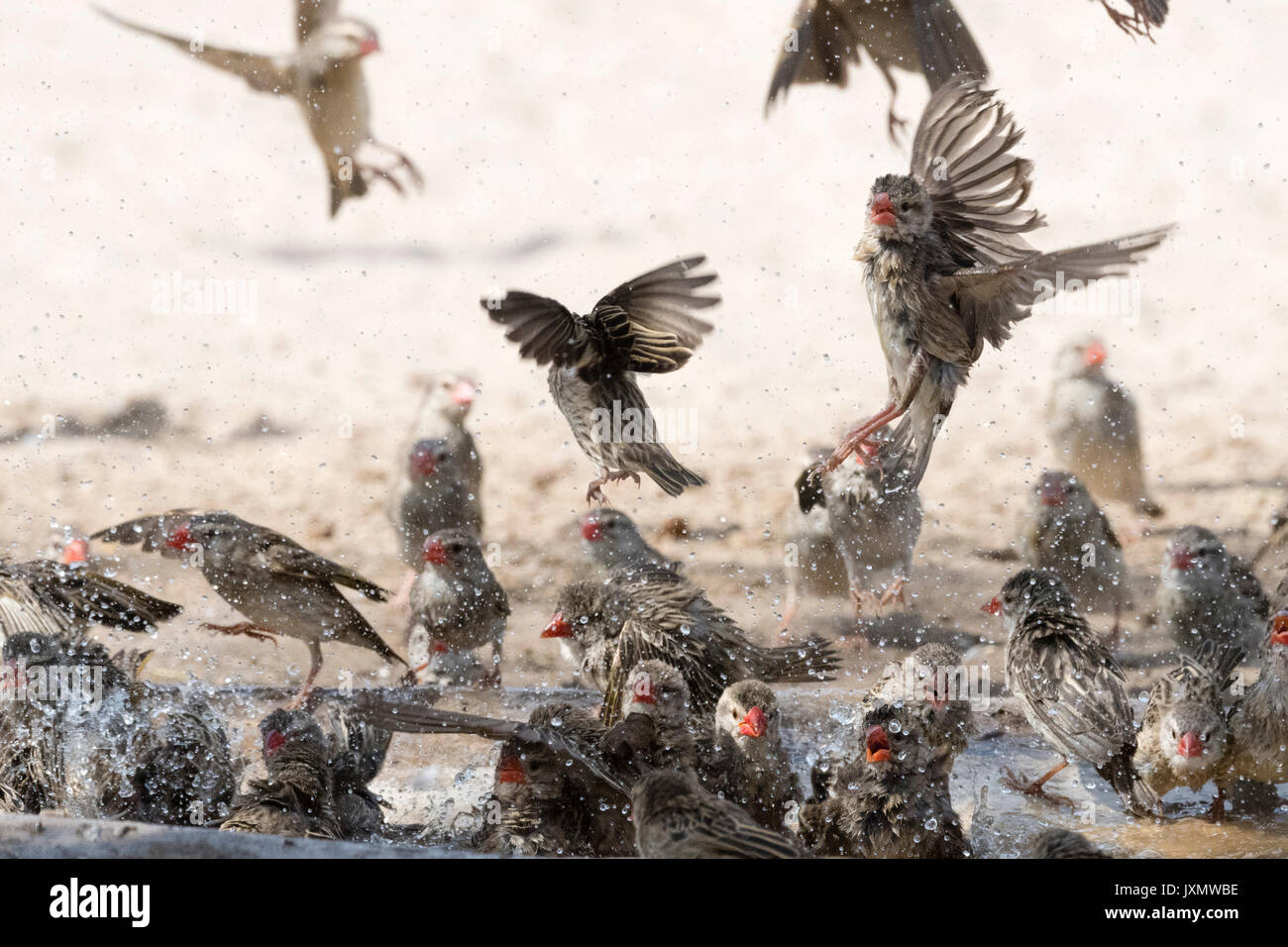 A Red-billed quelea flock (Quelea quelea), in flight, Kalahari, Botswana Africa Stock Photo - Alamy