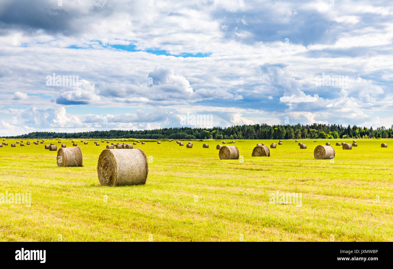 Field hay summer hi-res stock photography and images - Alamy