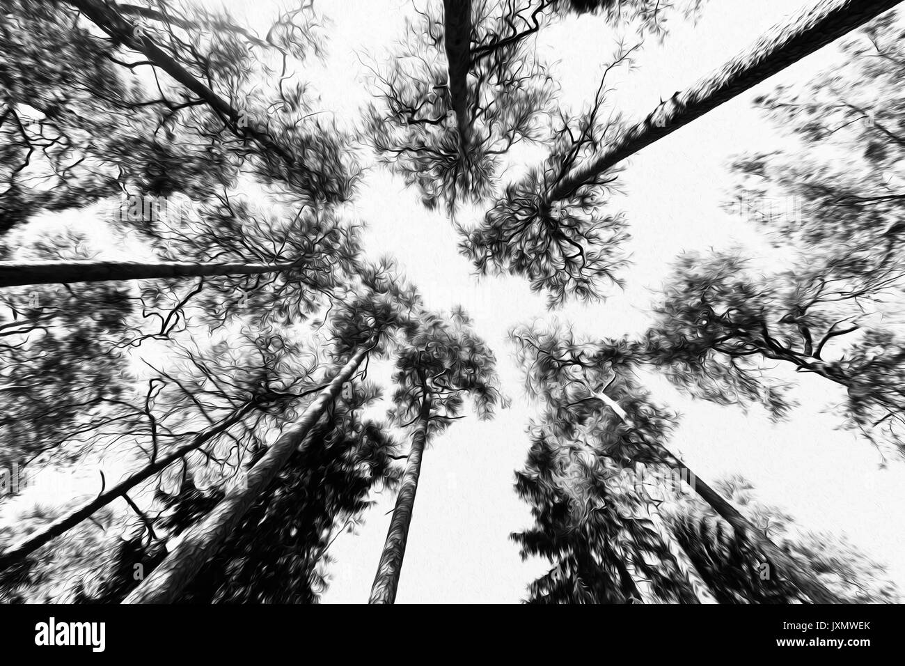Tall pine trees viewed from the ground Stock Photo - Alamy