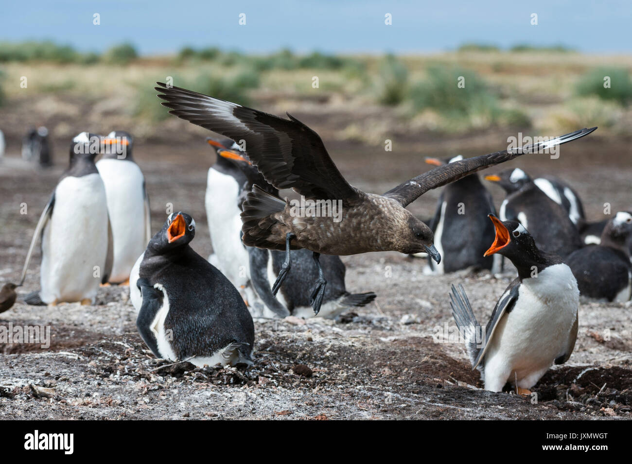 Flying penguin hi-res stock photography and images - Alamy