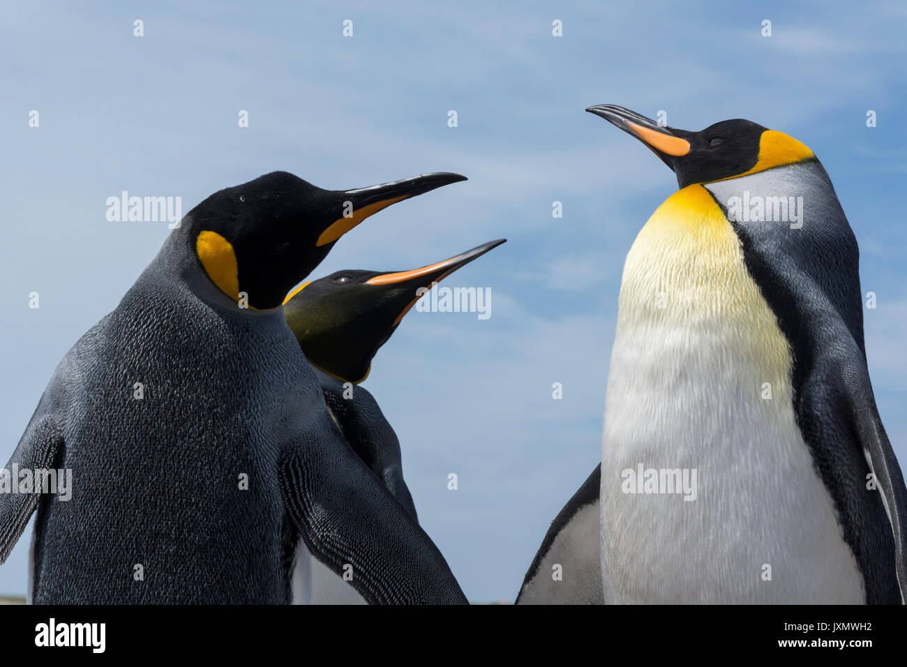 King penguins fighting hi-res stock photography and images - Alamy