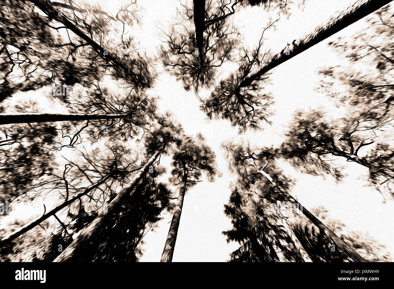 Tall timber hi-res stock photography and images - Alamy
