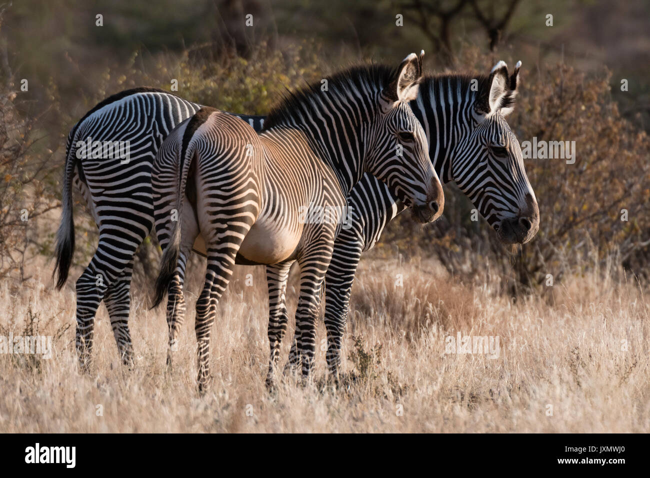 Grevy's zebra (Equus grevyi), Kalama Conservancy, Samburu, Kenya, Kenya ...