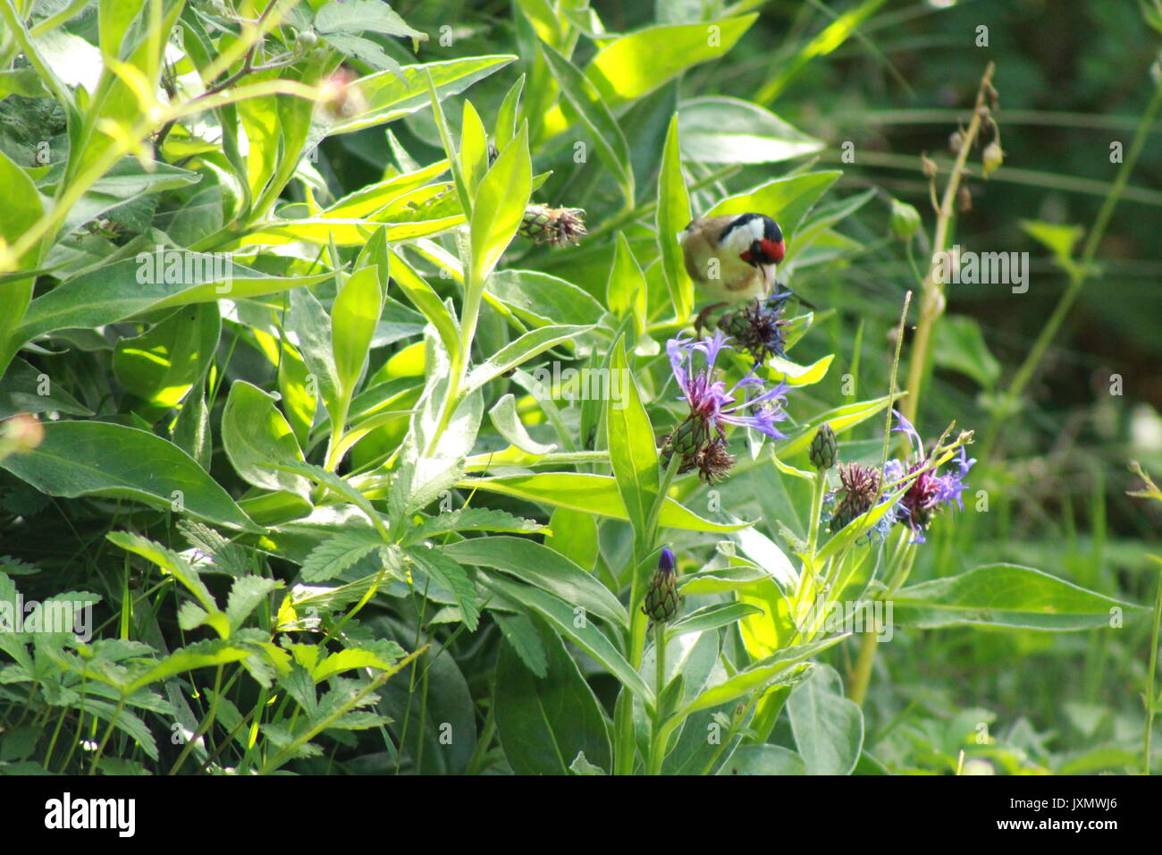 English garden wildlife hi-res stock photography and images - Alamy