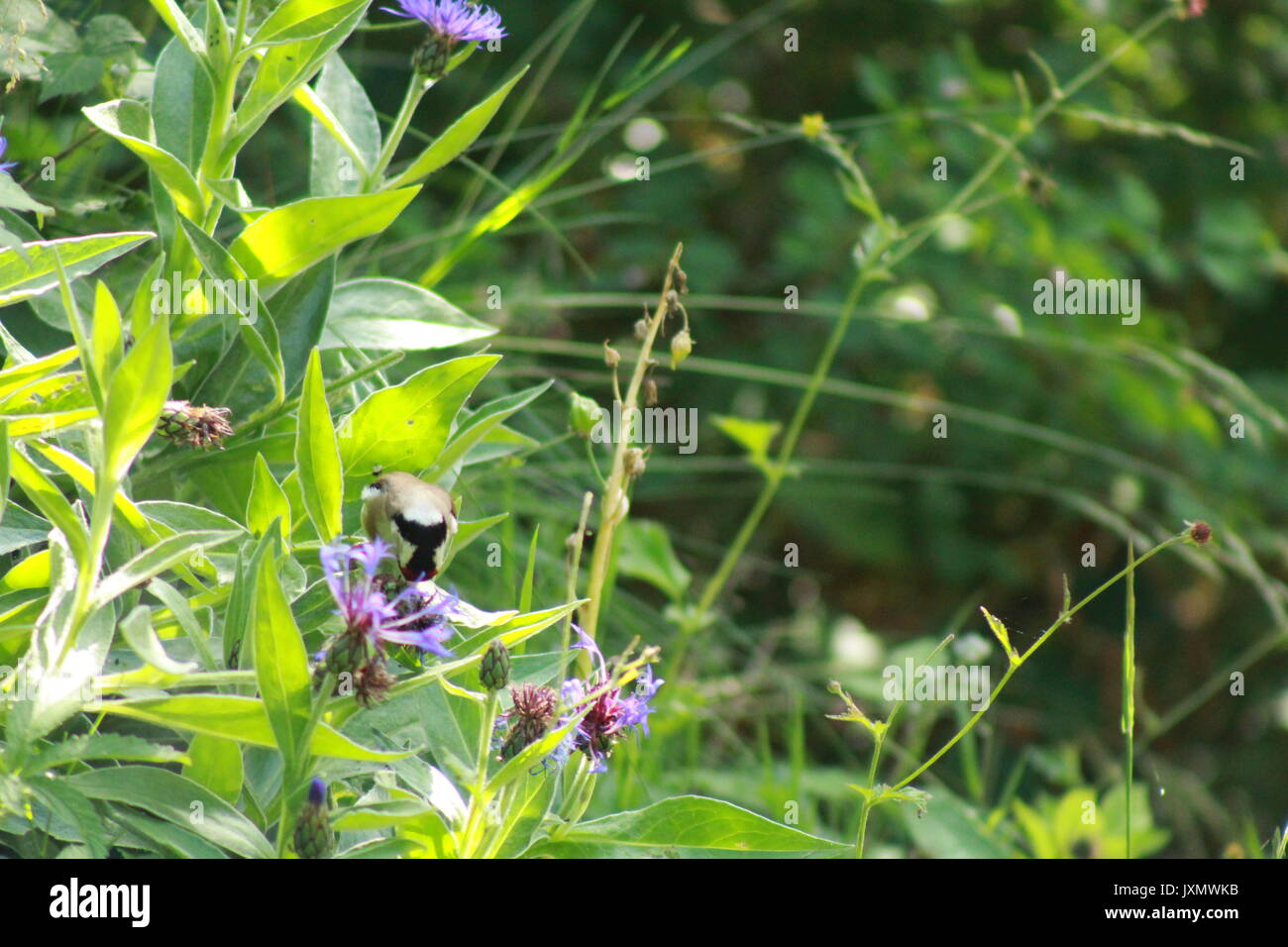 English garden wildlife hi-res stock photography and images - Alamy