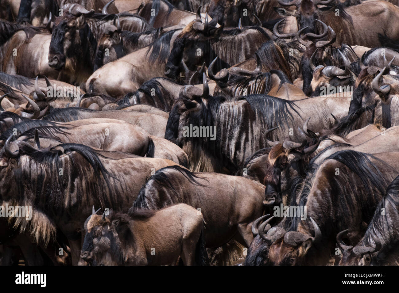 Eastern white-bearded wildebeest (Connochaetes taurinus), on the Mara ...